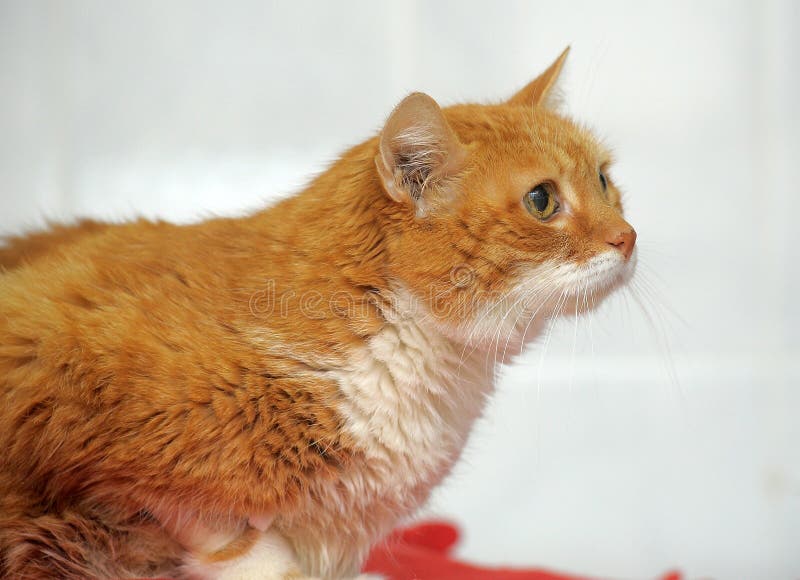 Large red cat stock image. Image of abandoned, grief - 33681397