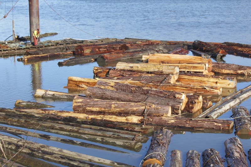 Raw Cedar Logs in River stock image. Image of sorting - 29892959