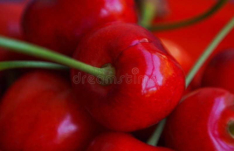 Large red cherries stock image. Image of nature, heap - 250109481