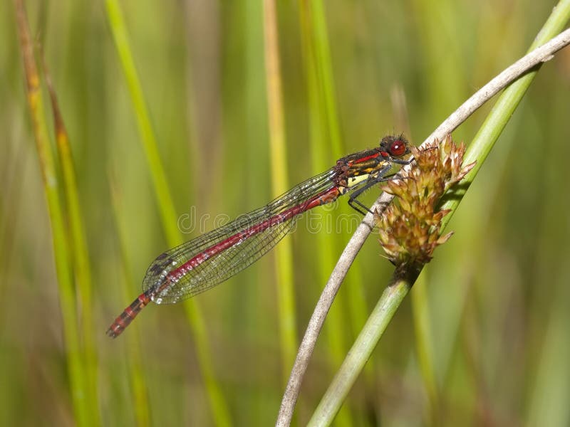 Large red damselfly 2 stock photo. Image of entomology - 19872060