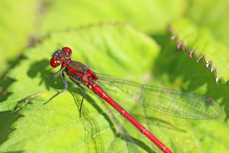 Large Red Damselfly on a Leaf Stock Photo - Image of large, legs: 144207790