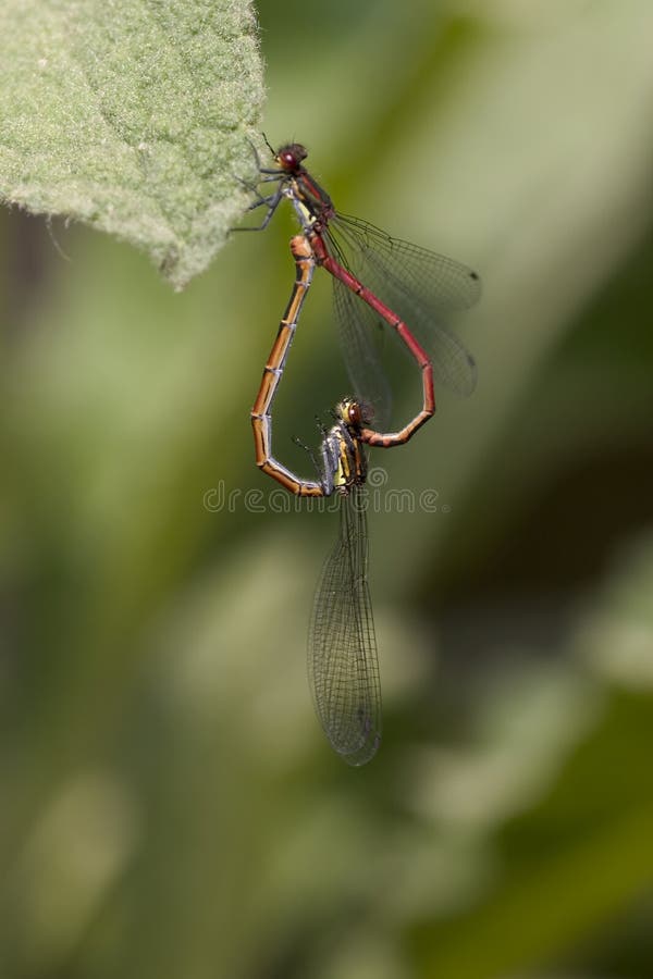 Large Red Damselfly in Love Stock Photo - Image of dragonfly, damselfly ...