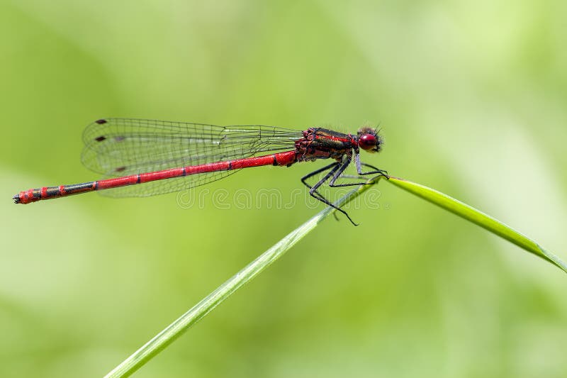 Large Red Damselfly - Macro Stock Image - Image of ecology, nature ...