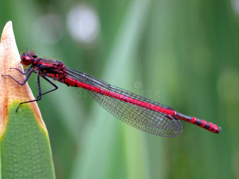 Dragonfly red eyes stock photo. Image of dragonfly, rock - 3401648