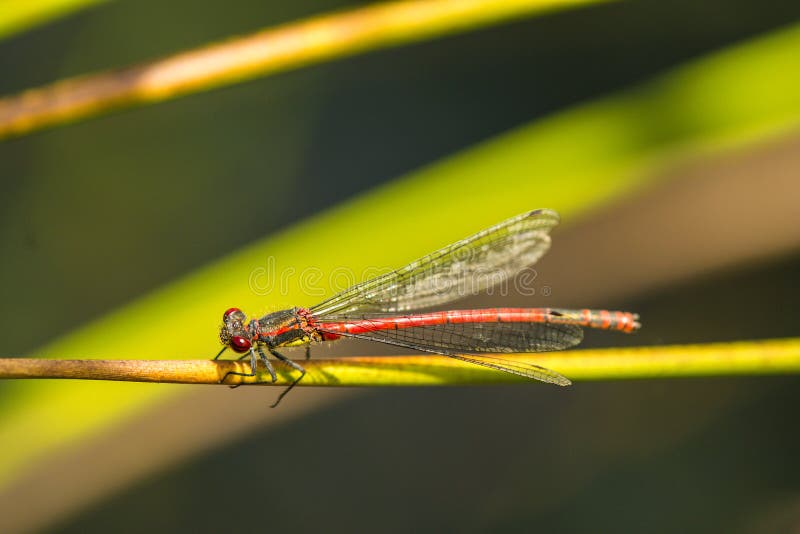 The Large Red Damselfly Are Mating Stock Image - Image of colors ...