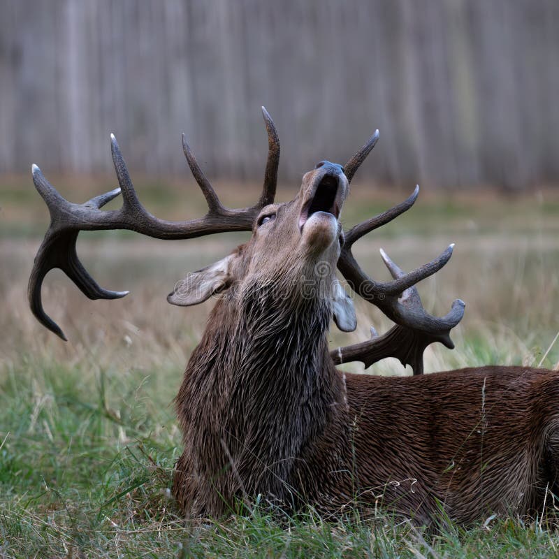 Large Red Deer Stag Roaring Loudly Stock Image - Image of vibrant, deer ...