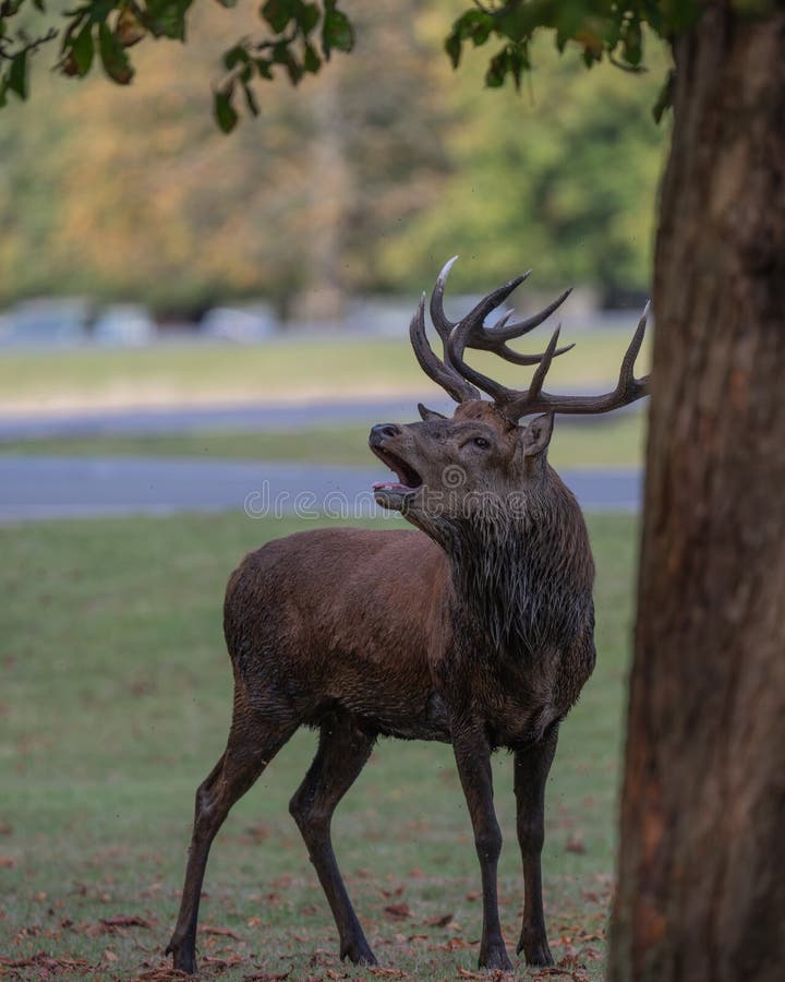 Large Red Deer Stag Roaring Loudly Stock Image - Image of vibrant ...