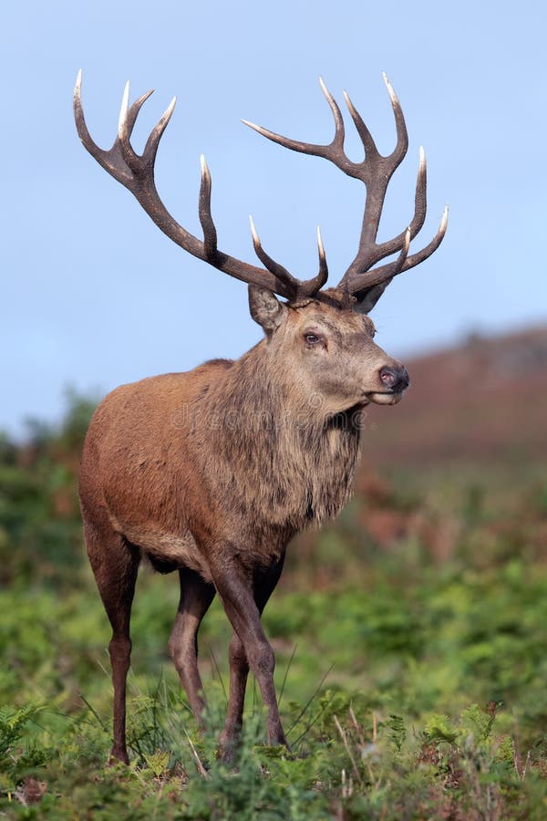 Red Deer Stag, Cervus Elaphus Stock Image - Image of ruminant, antlers ...