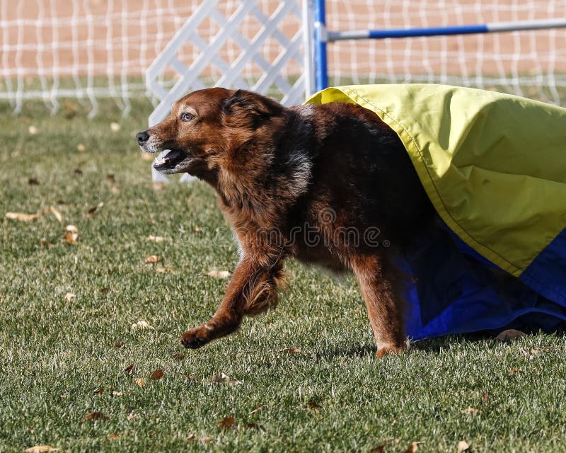 Large Red Dog Coming Out of the Chute during Agility Stock Photo ...