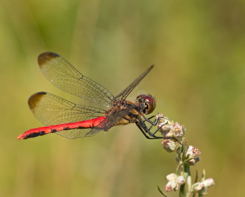 Large red dragonfly stock photo. Image of horsetail, tail - 21840196