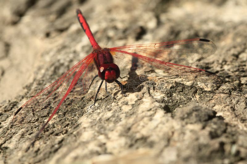 Large red dragonfly stock photo. Image of blue, spring - 9178374
