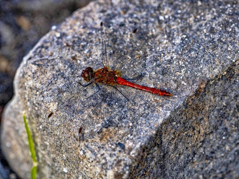 Arge Red Dragonfly Sits on a Large Boulder and Blends in with Its ...