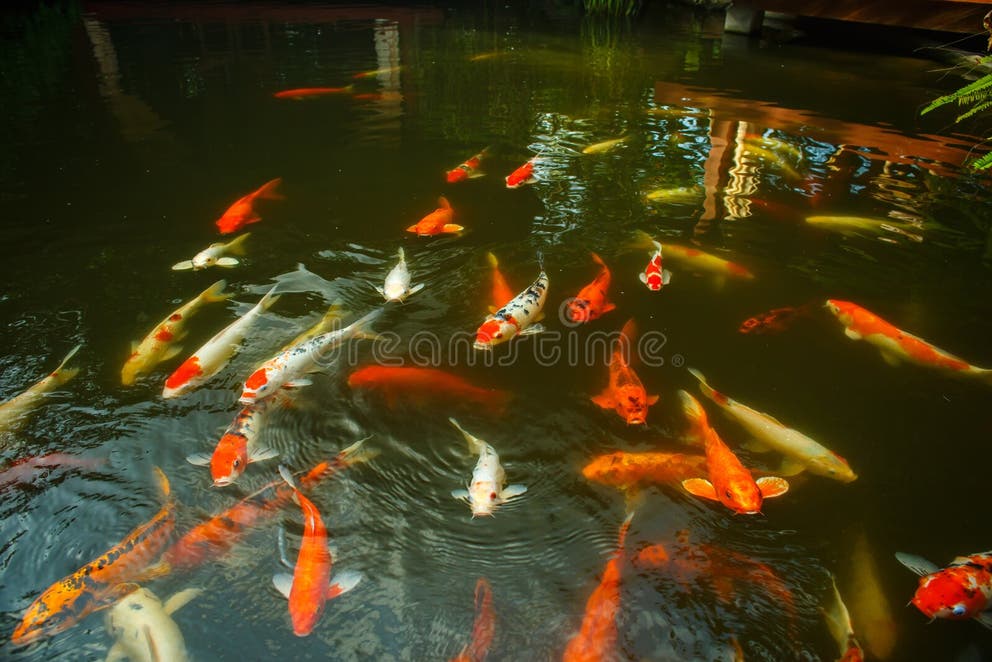 Large red fish in the pond stock image. Image of color - 59283197
