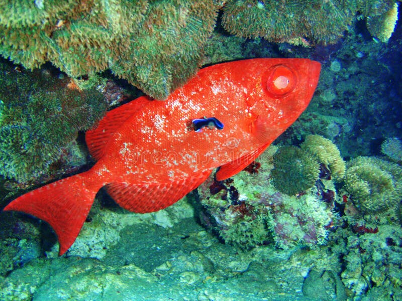 A Large Red Fish From The Red Sea Stock Image - Image of small ...