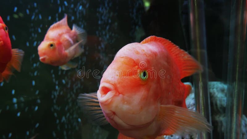 A Large Red Fish Swims in an Aquarium and Looks at the Viewer Stock ...