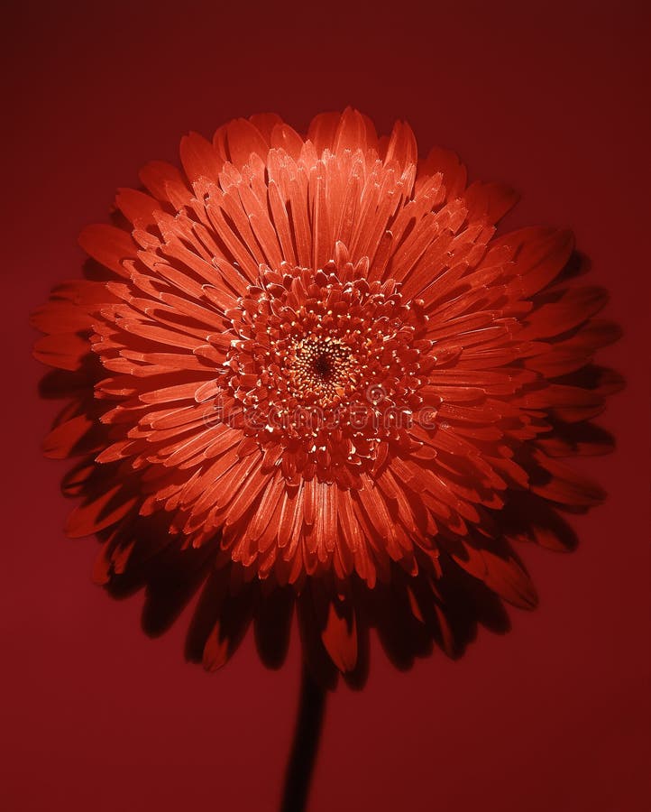 Large Red Flower stock image. Image of colorful, fine - 4659467