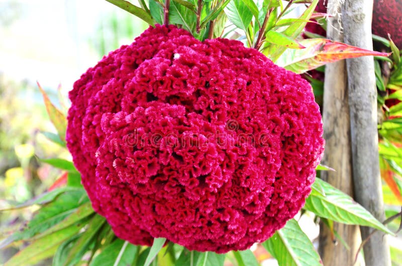 A Large Red Flower of Celosia Cockscomb Stock Photo - Image of leaf ...