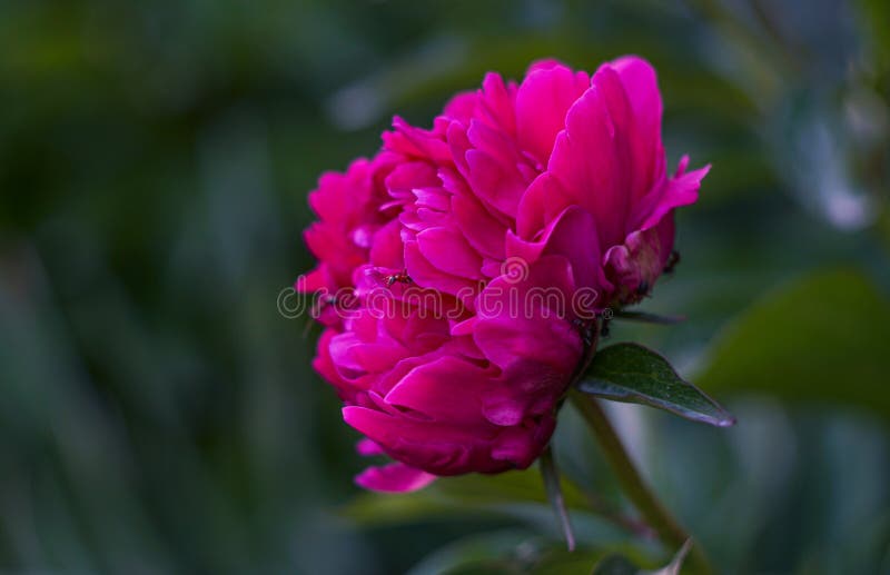 A Large Red Flower is Opening Stock Image - Image of leaf, single ...