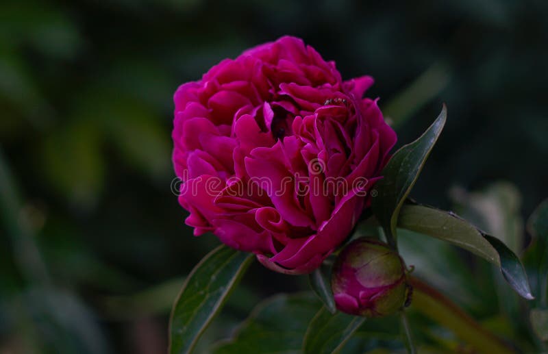 A Large Red Flower is Opening Stock Photo - Image of park, bright ...