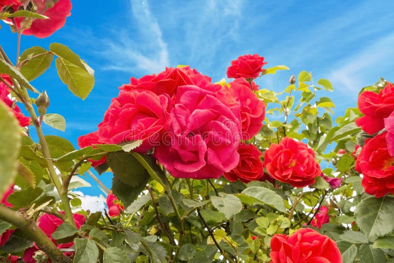 Large red flower of rose stock photo. Image of objects - 58229124