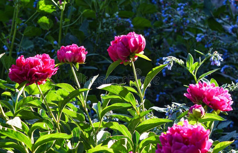 Large red flower stock image. Image of rose, flower - 250624107