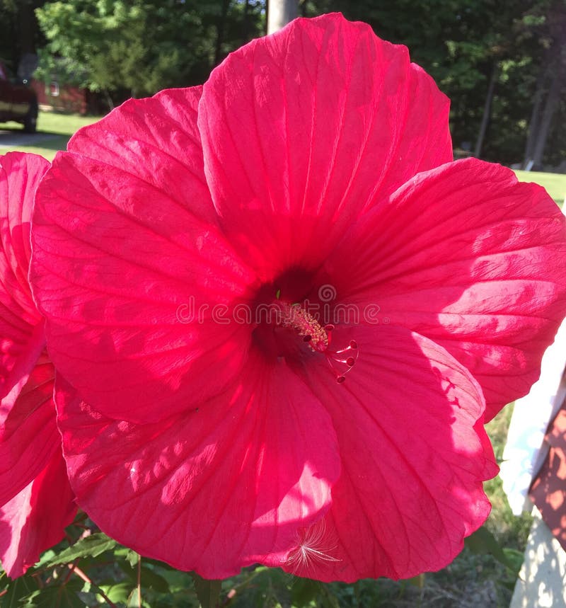 Large Red Flower with Some Background Stock Image - Image of detail ...