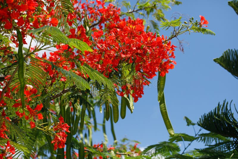 Large Red Flowers Blooming Flamboyan Tree. Stock Photo - Image of ...