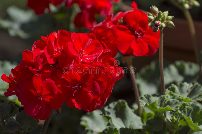 Large Red Flowers of Geranium or Pelargonium Stock Image - Image of ...