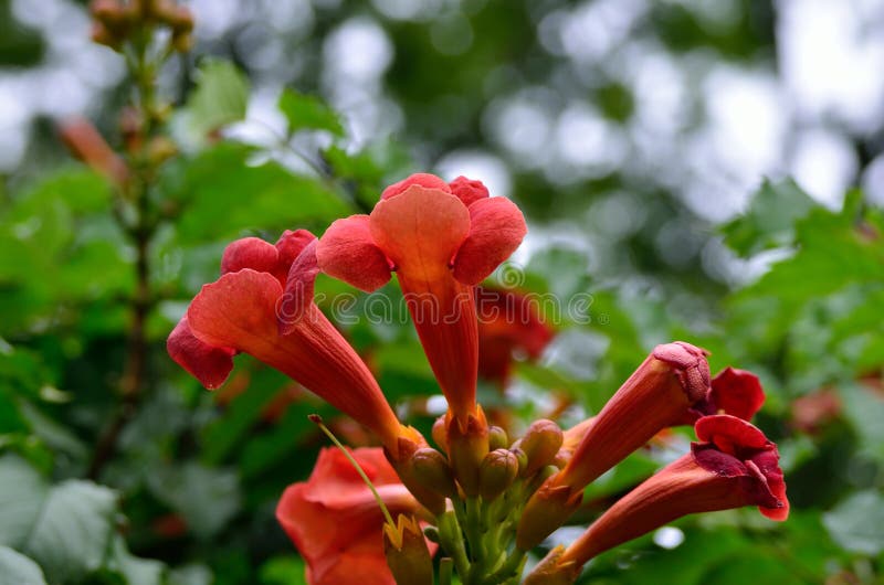 Large, Red Flowers Grow among Green Leaves Stock Photo - Image of ...