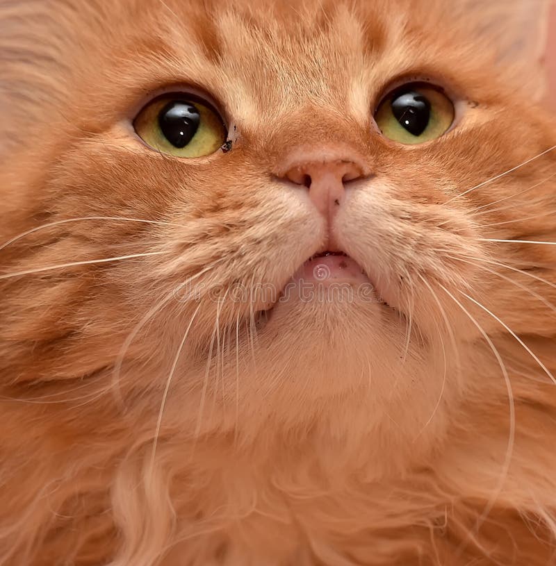 Large red fluffy housecat stock image. Image of fluffy - 72955515