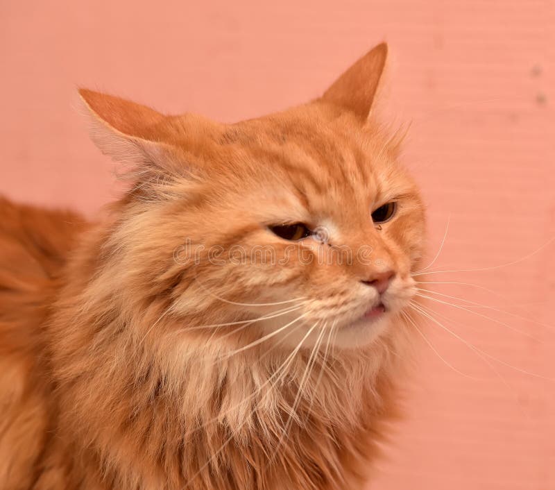 Large red fluffy housecat stock image. Image of fluffy - 72955515