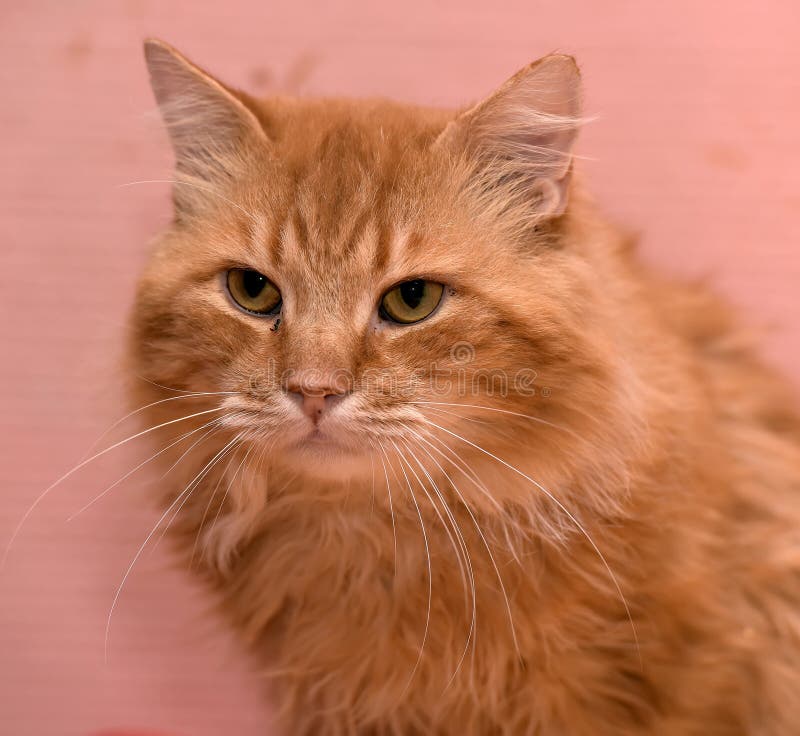 Large red fluffy housecat stock image. Image of fluffy - 72955515