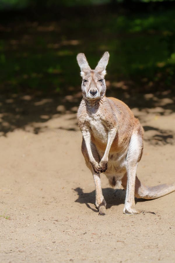 Large Red Kangaroo Standing Proudly on a Sandy Background with ...