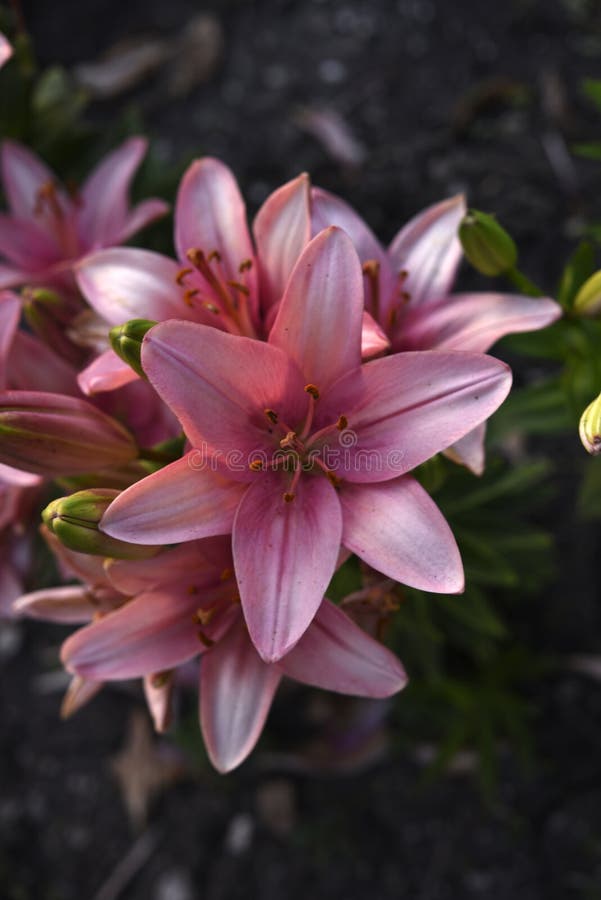 Large Red Lily Flowers. Lilium Candidum Stock Image - Image of leaf ...
