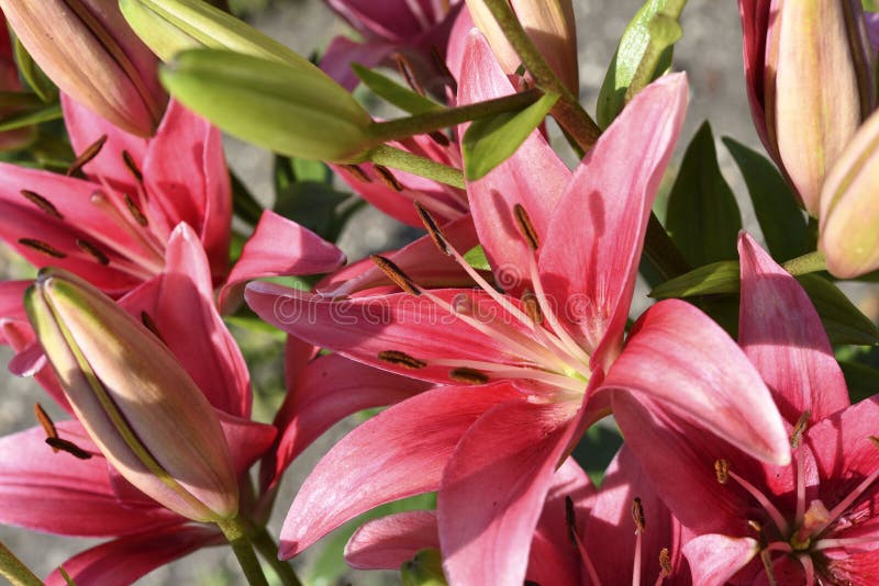 Large Red Lily Flowers. Lilium Candidum Stock Photo - Image of lilies ...