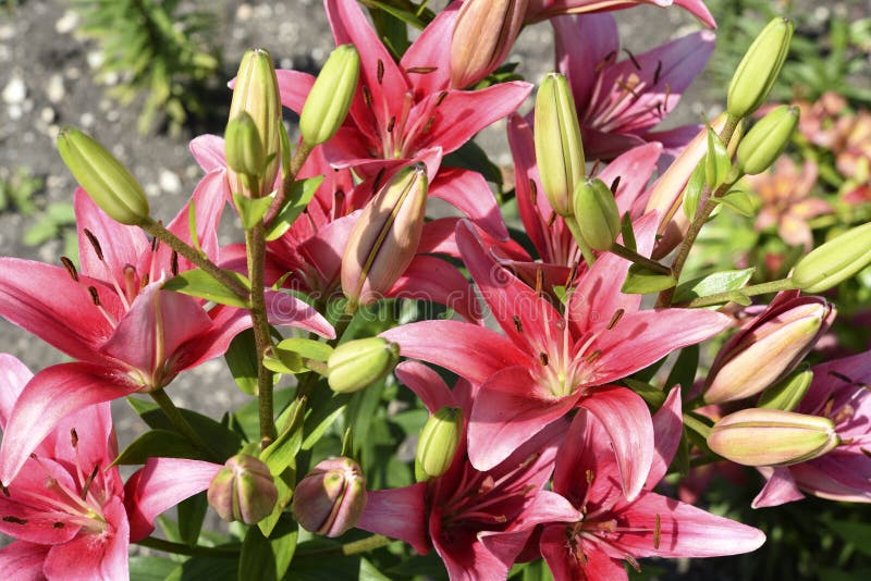 Large Red Lily Flowers. Lilium Candidum Stock Photo - Image of lilly ...