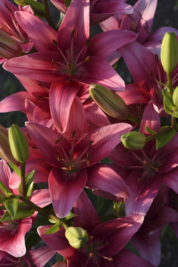 Large Red Lily Flowers. Lilium Candidum Stock Image - Image of lilly ...