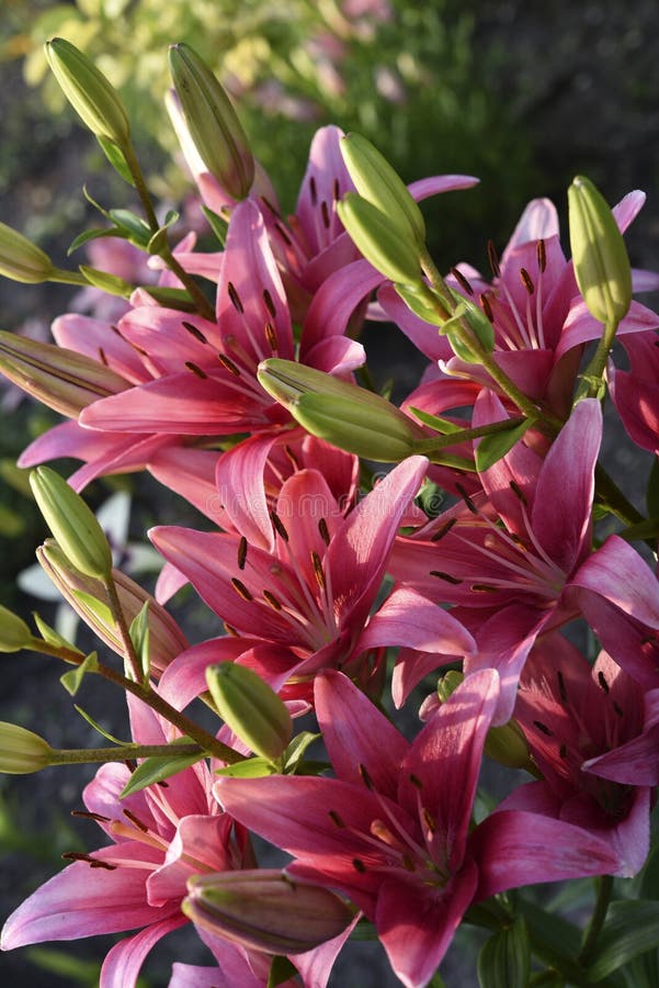 Large Red Lily Flowers. Lilium Candidum Stock Image - Image of night ...