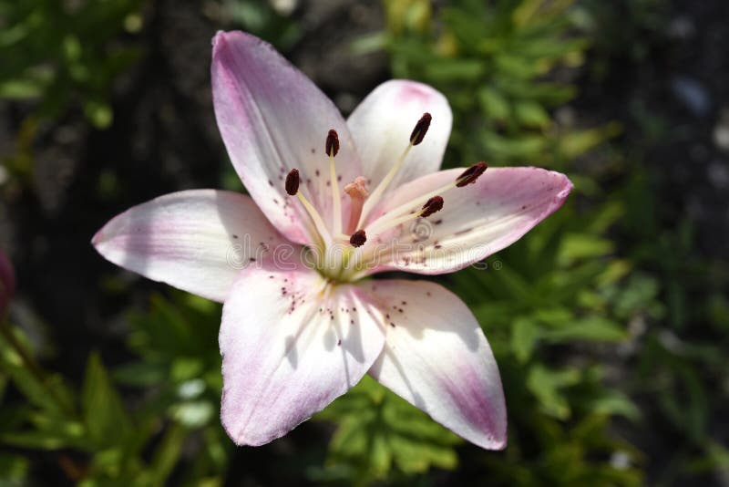 Large Red Lily Flowers. Lilium Candidum Stock Photo - Image of lilies ...