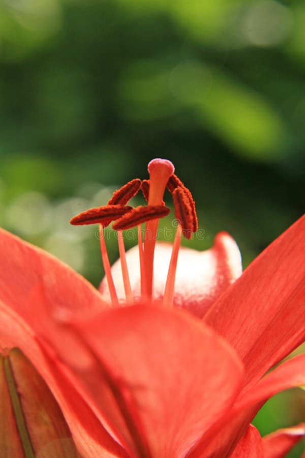 Large red lily stock photo. Image of petals, flowers - 42935272