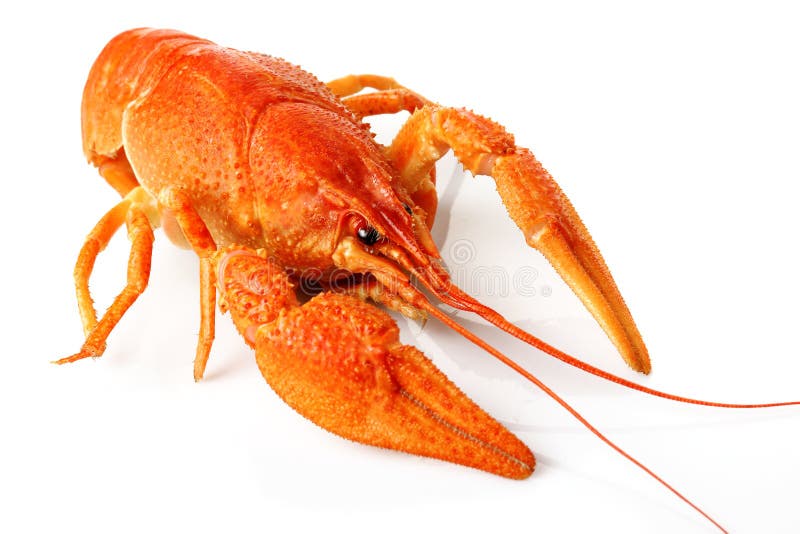 Large Red Lobster Isolated on White Stock Image - Image of closeup ...