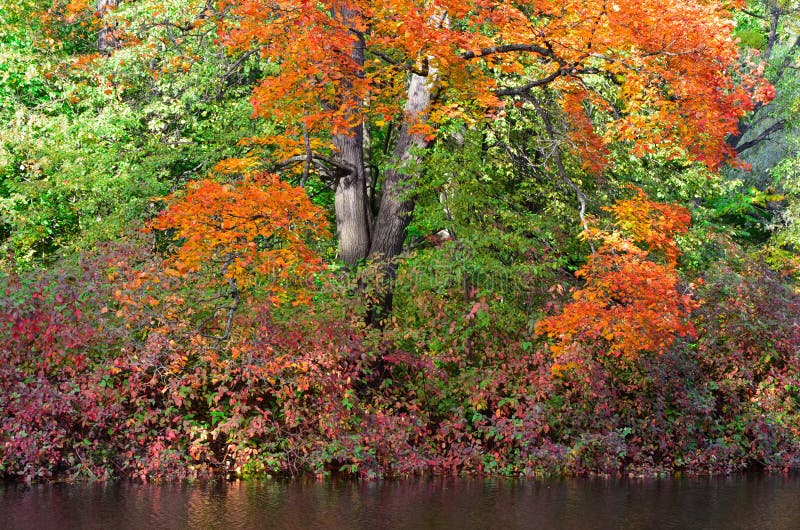 Large Red Maple Tree that Leaned Over the Water Stock Image - Image of ...