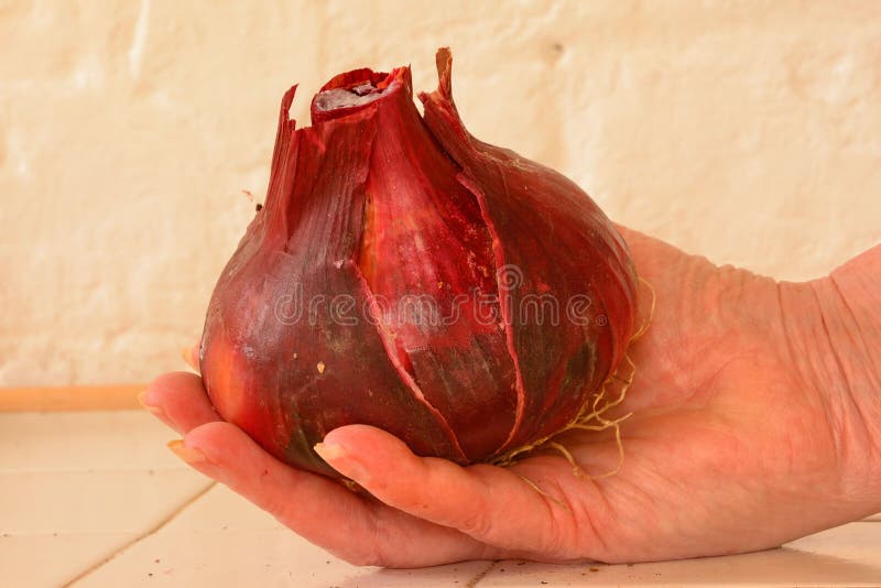 Large red onion stock photo. Image of prizewinner, unusual - 57273510