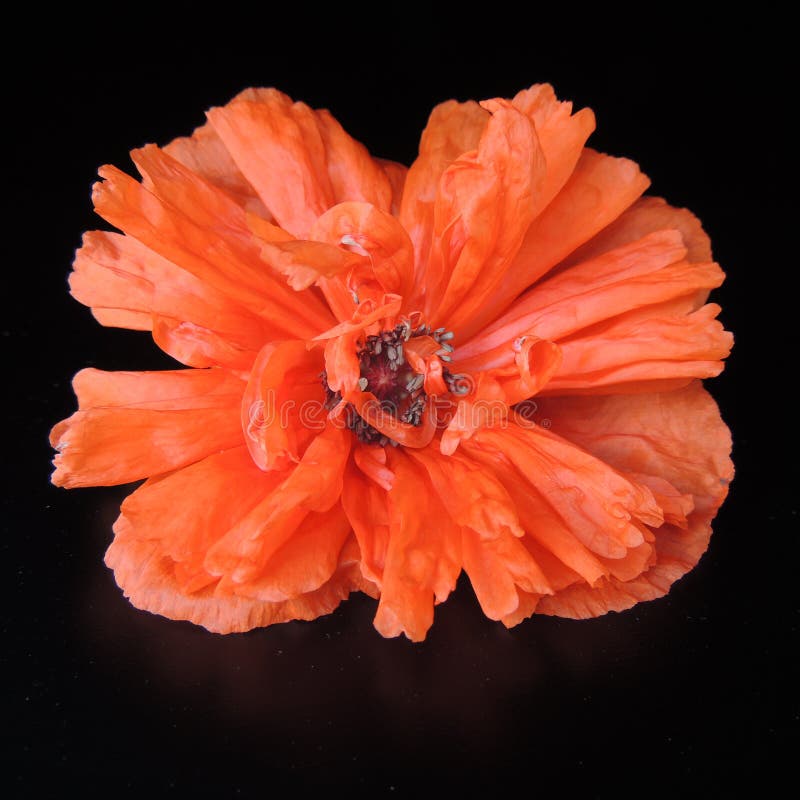 Large Red Poppy on a Black Background Stock Photo - Image of flowers ...