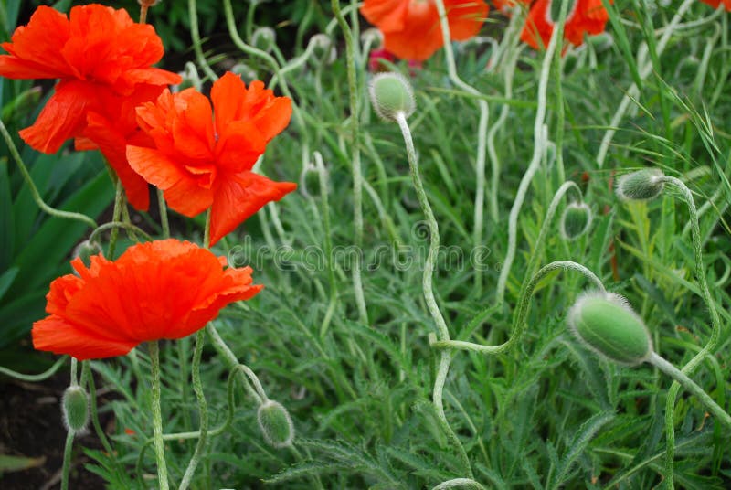 Large Red Poppy Flowers in a Clearing Stock Image - Image of background ...
