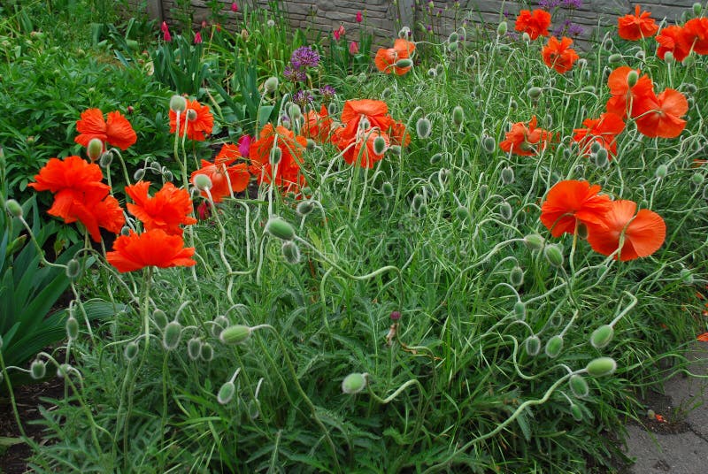 Large Red Poppy Flowers in a Clearing Stock Image - Image of bloom ...