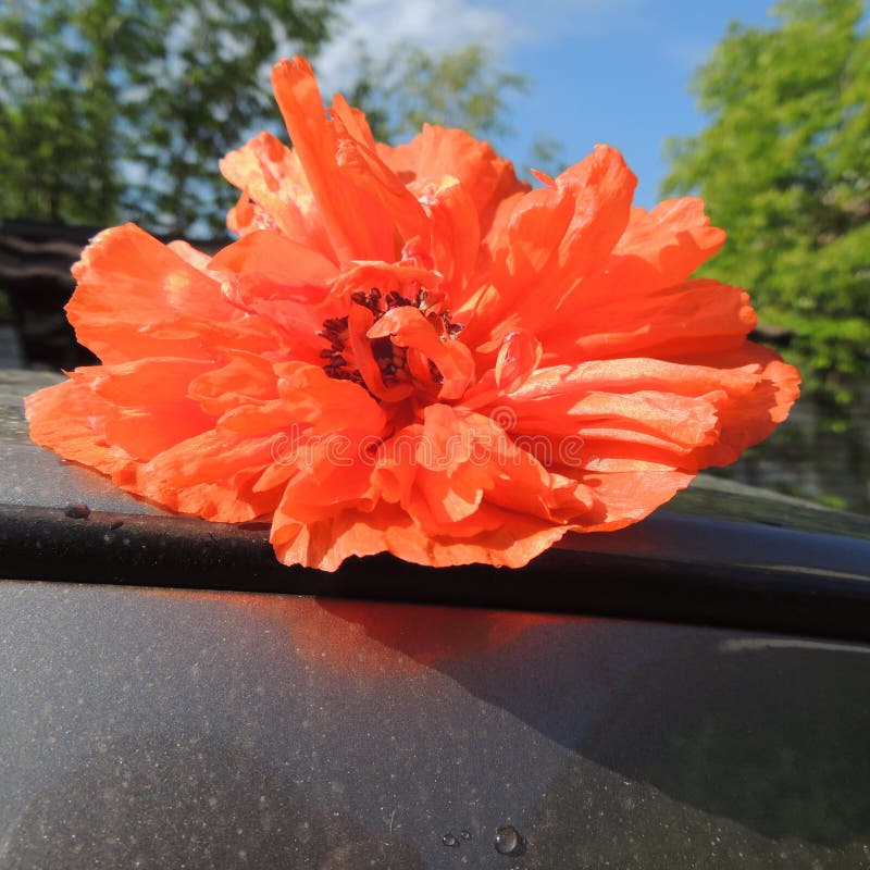 Large Red Poppy on the Roof Stock Image - Image of design, background ...