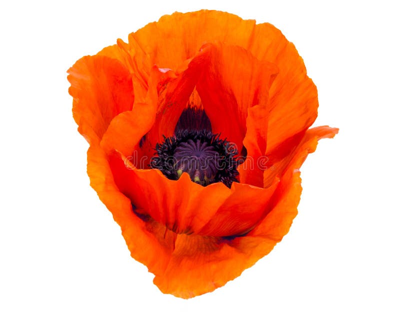 Large Red Poppy stock image. Image of nature, single - 73338747