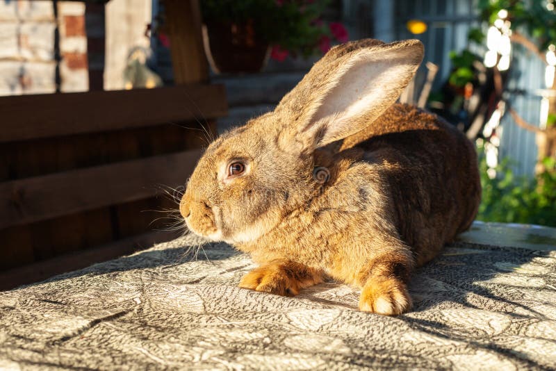 A Large Red Rabbit with Erect Ears Sits on the Table and Looks Warily ...