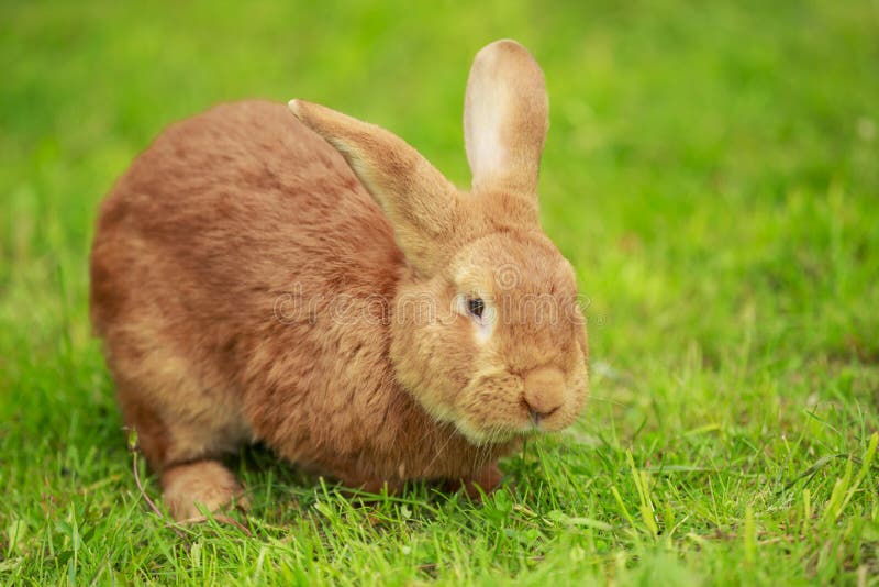 Big red rabbit stock image. Image of mammal, fluffy - 202312941